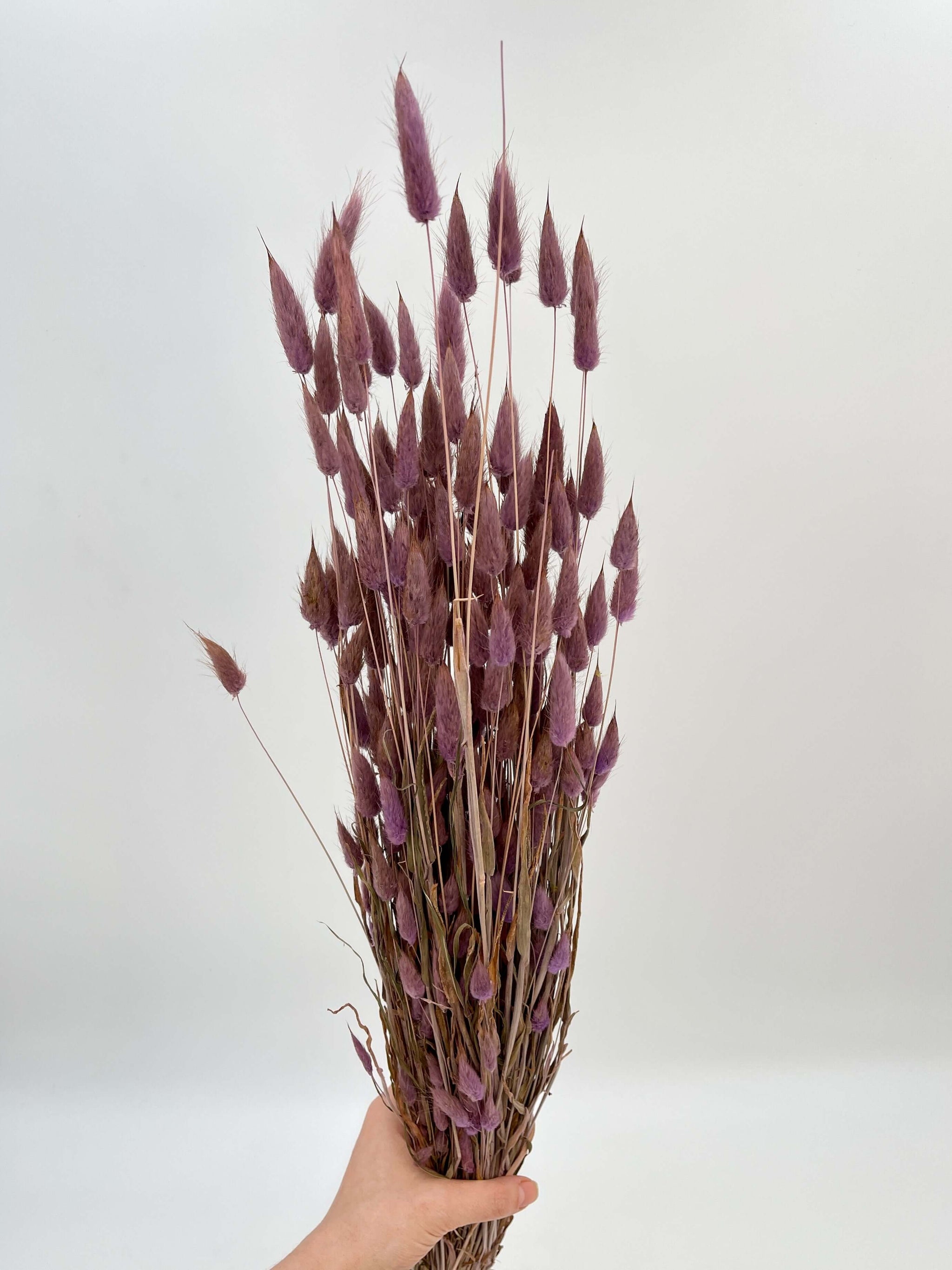 Dried Lagurus Grass, Milka Purple, Bunny Tail Grass