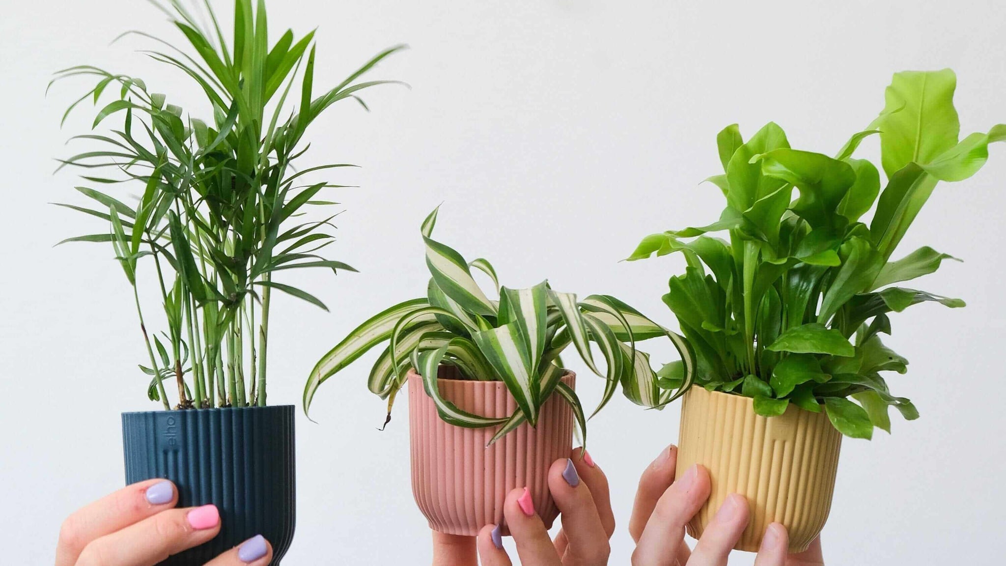 Baby Houseplants - Mini Greenery & Starter Plants