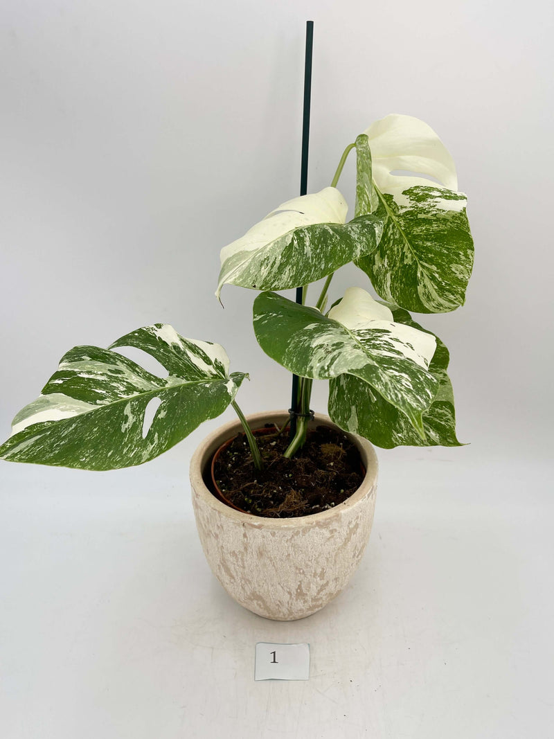 Variegated Monstera Deliciosa, EXACT PLANT – Rebel Plants