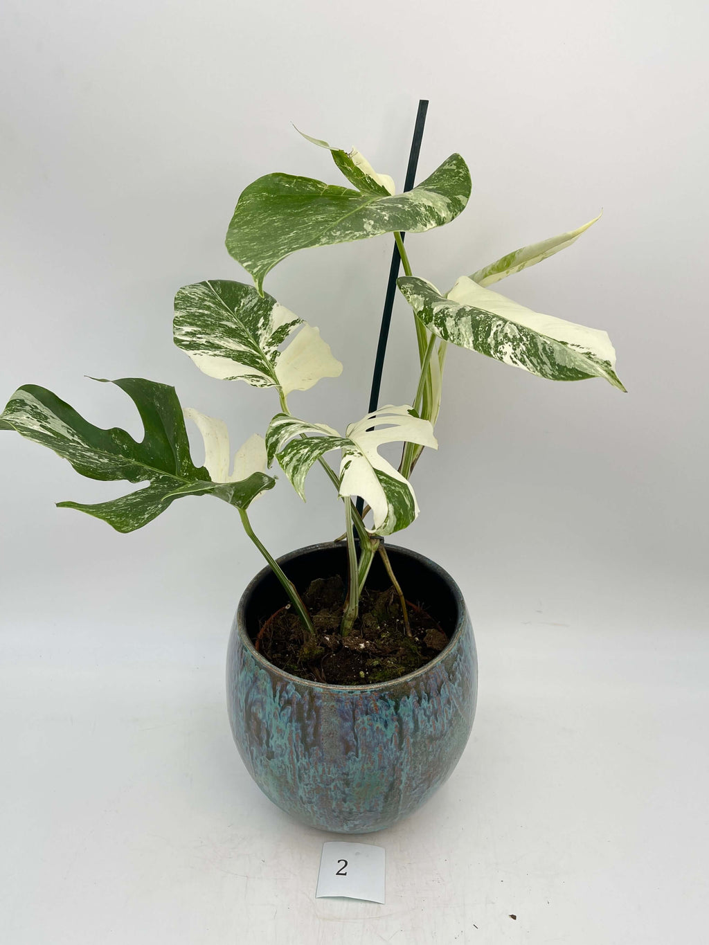 Variegated Monstera Deliciosa, EXACT PLANT – Rebel Plants