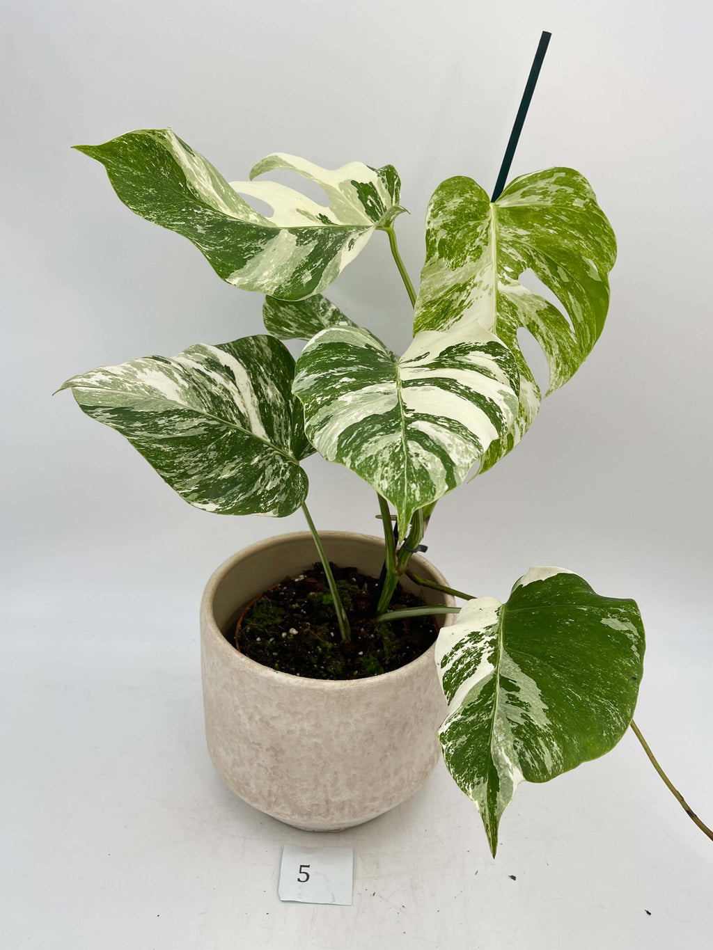 Variegated Monstera Deliciosa, EXACT PLANT – Rebel Plants