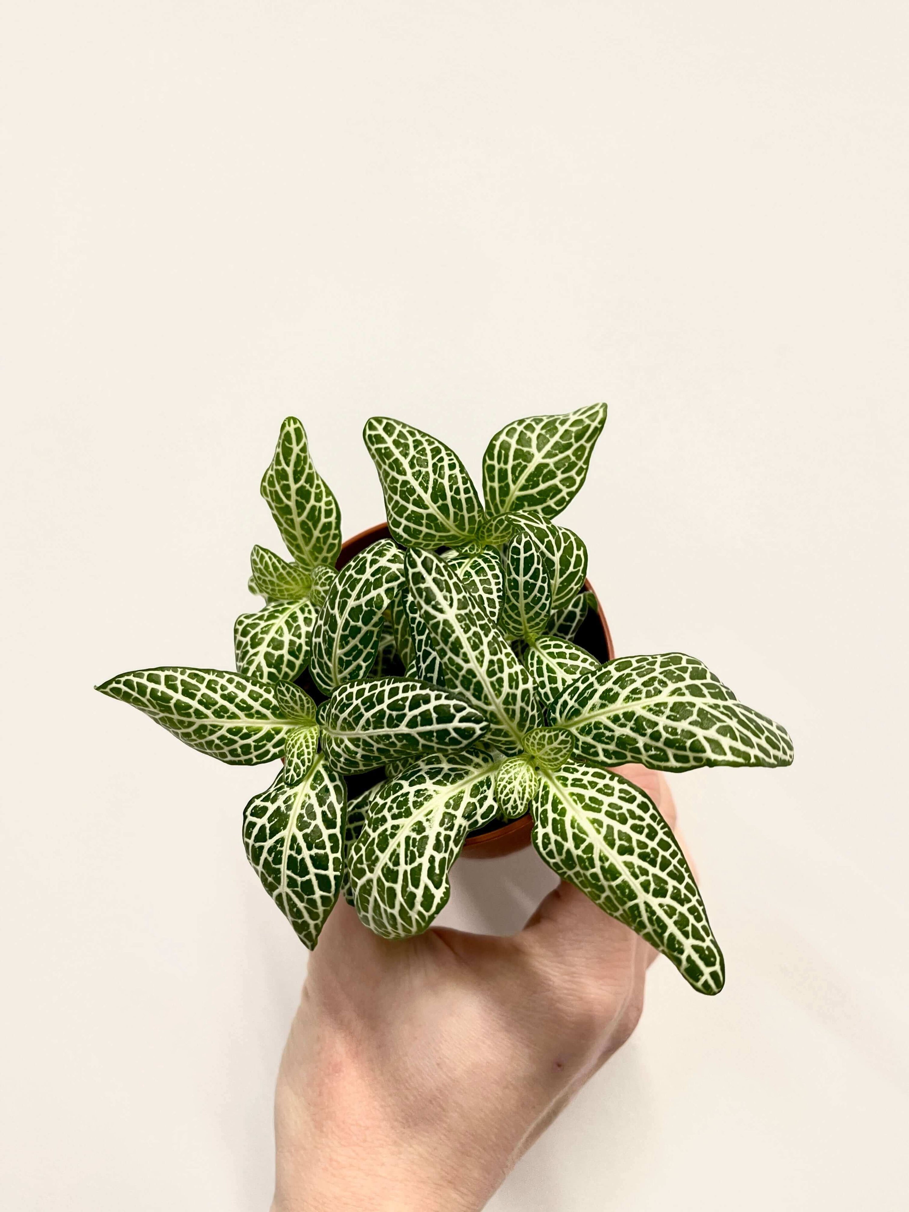 Fittonia Albivenis Plants, Nerve Plants, Various Colours