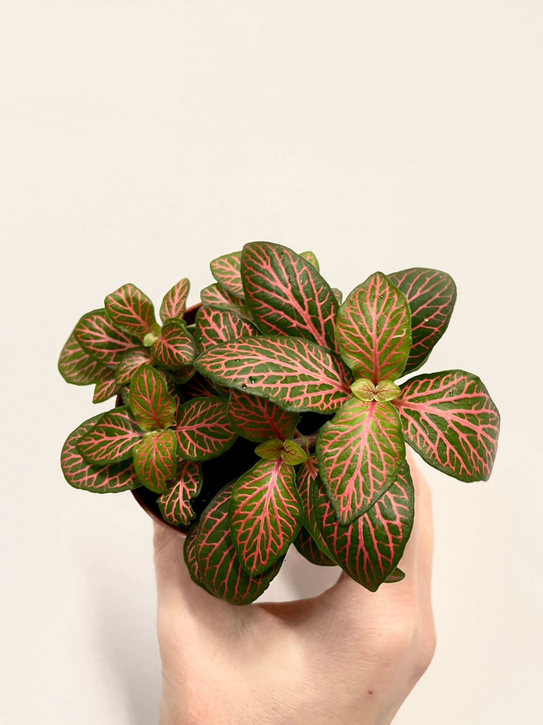 Fittonia Albivenis Plants, Nerve Plants, Various Colours