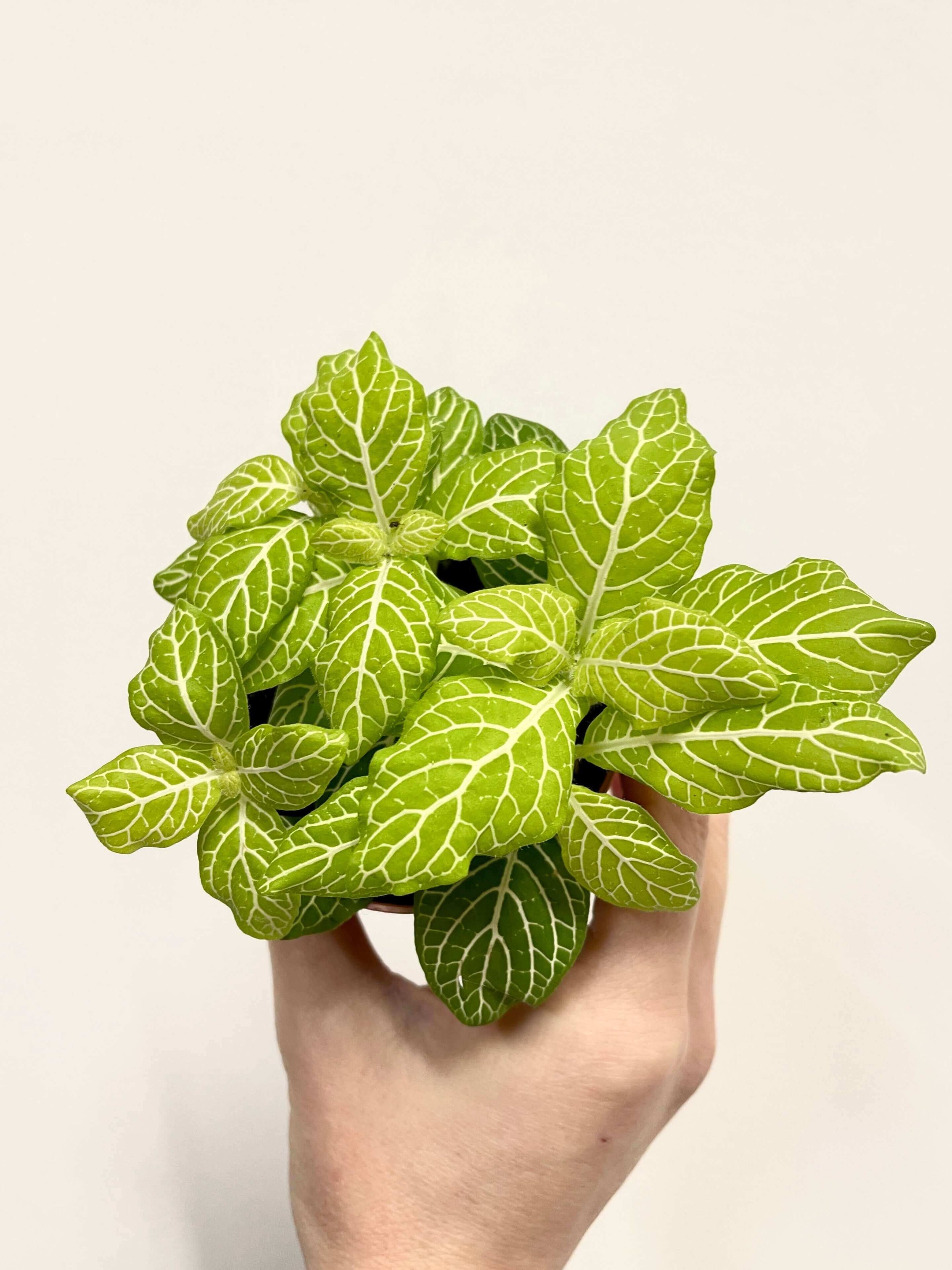 Fittonia Albivenis Plants, Nerve Plants, Various Colours