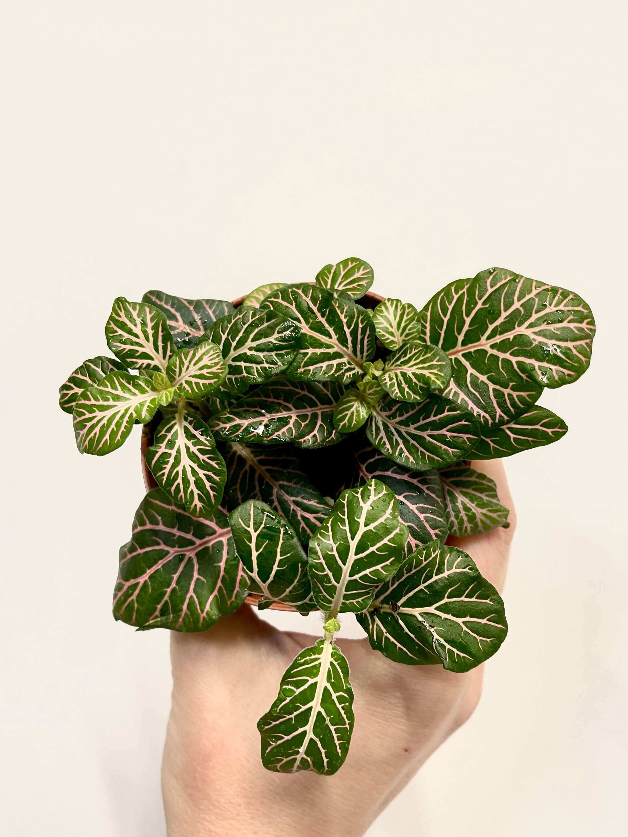 Fittonia Albivenis Plants, Nerve Plants, Various Colours