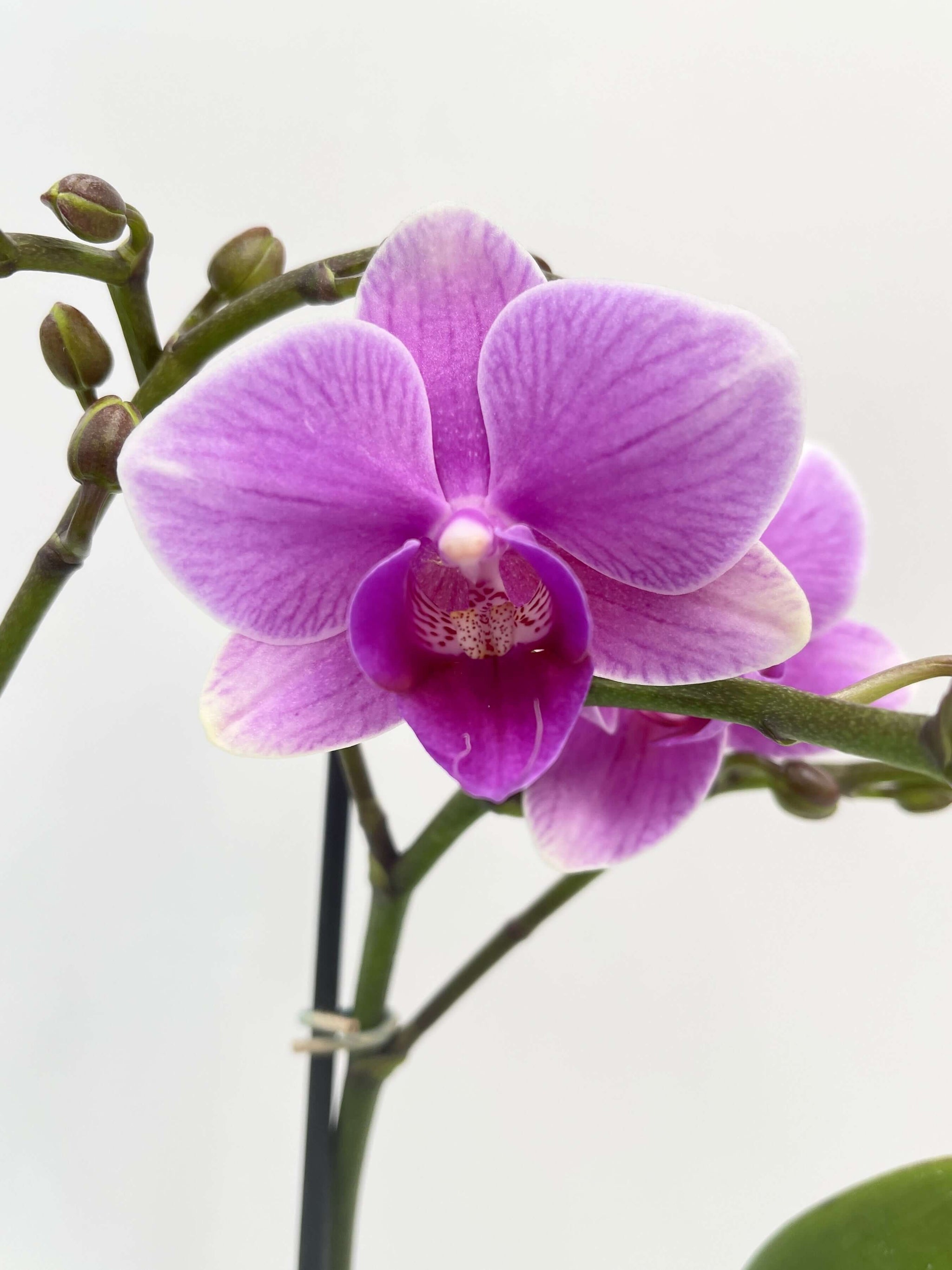 Phalaenopsis Hilda Fieck - Purple Orchid