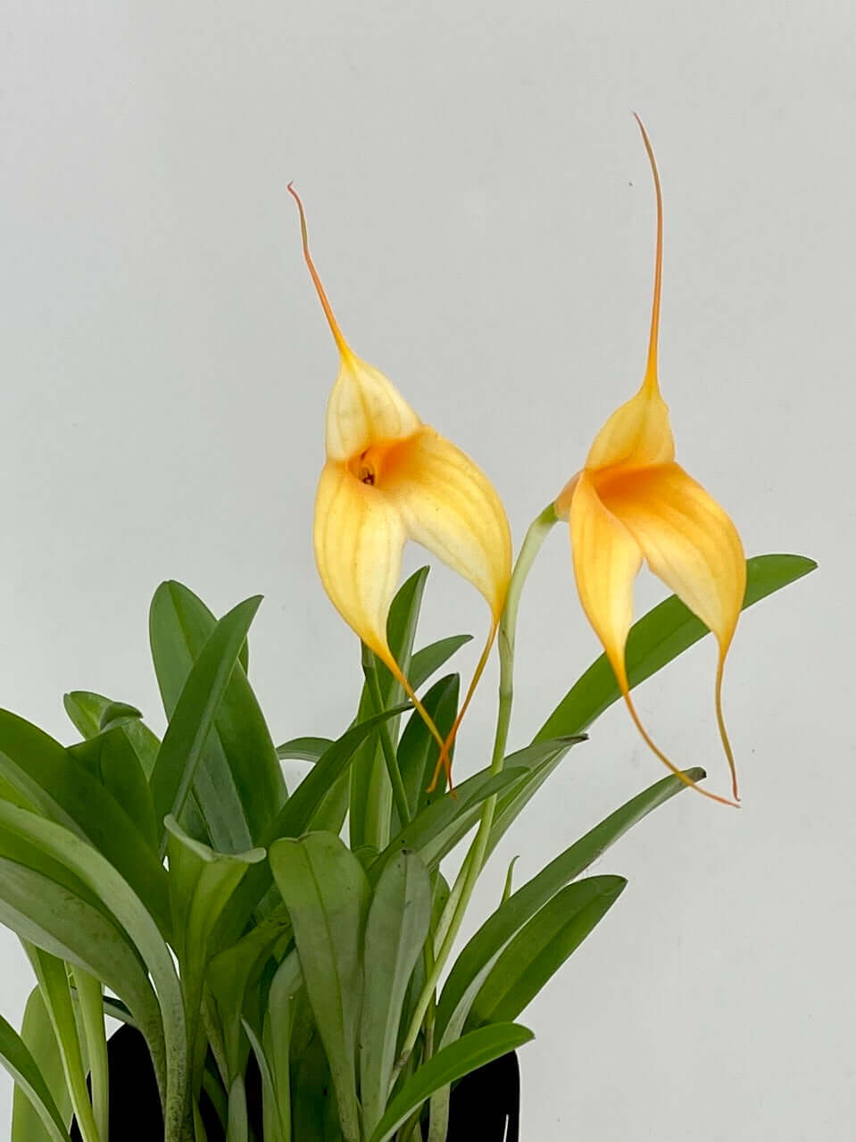 Masdevallia Orchid, Flag Orchid, Rare Find