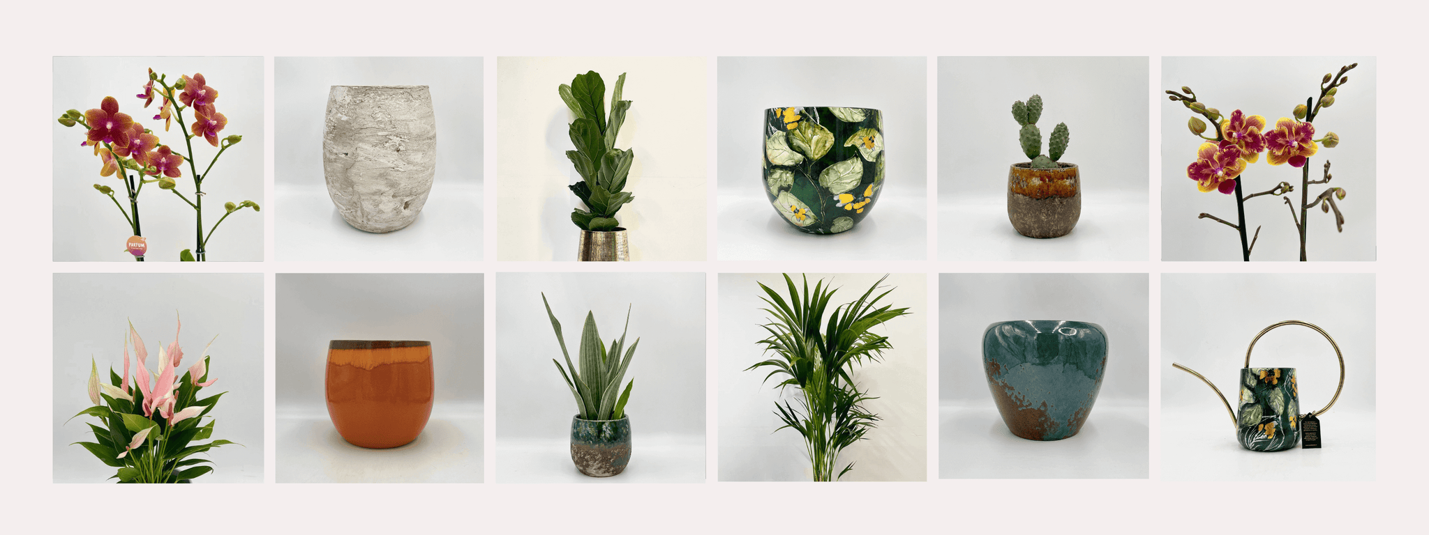 Plant Sale - House Plant Discount