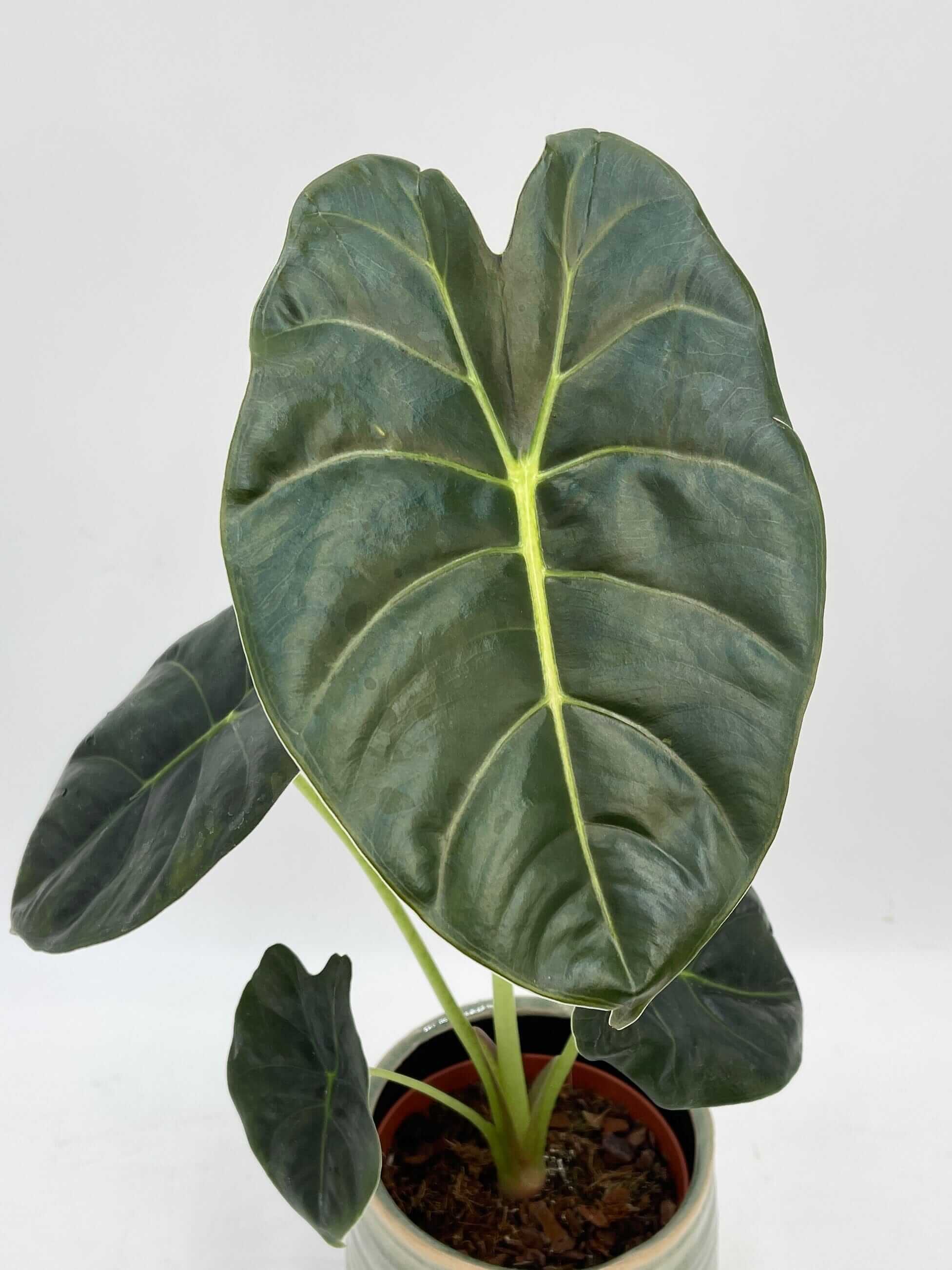 Alocasia Golden Bone, Rare Beauty
