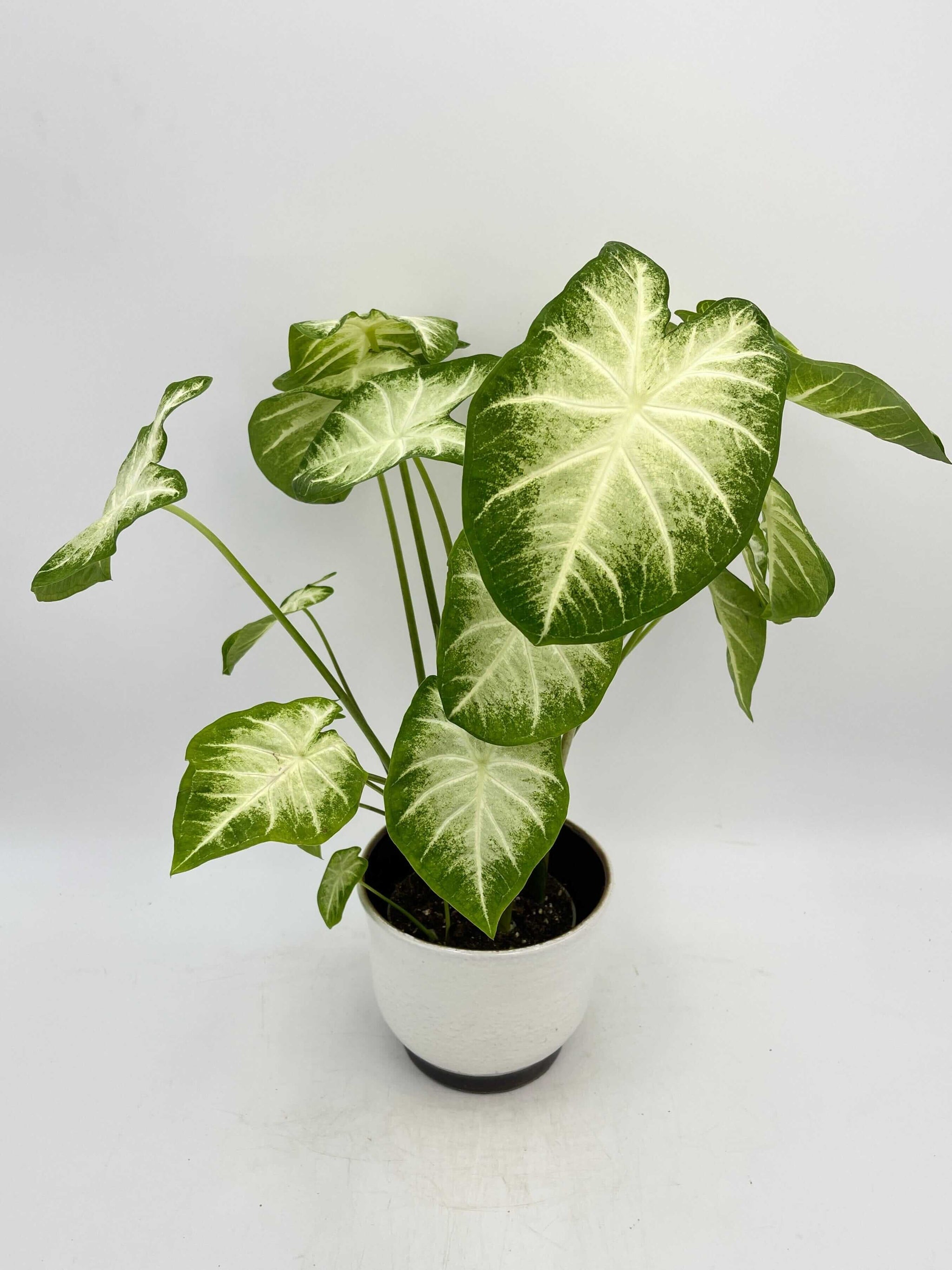 Caladium Aaron, Angel Wings Plant