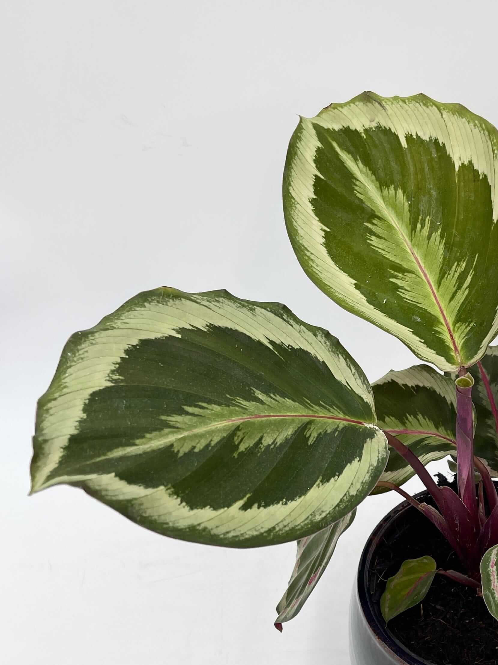 Calathea Roseopicta Marion, Prayer Plant