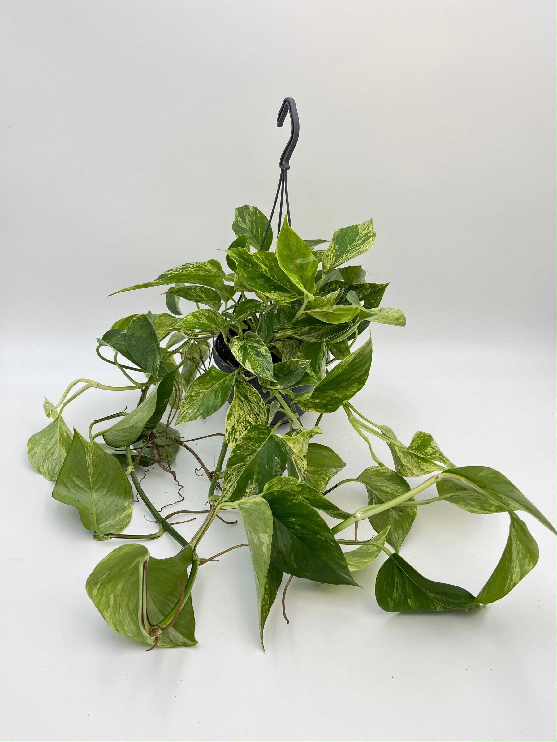 Pothos Plants - Shop Epipremnum Collection