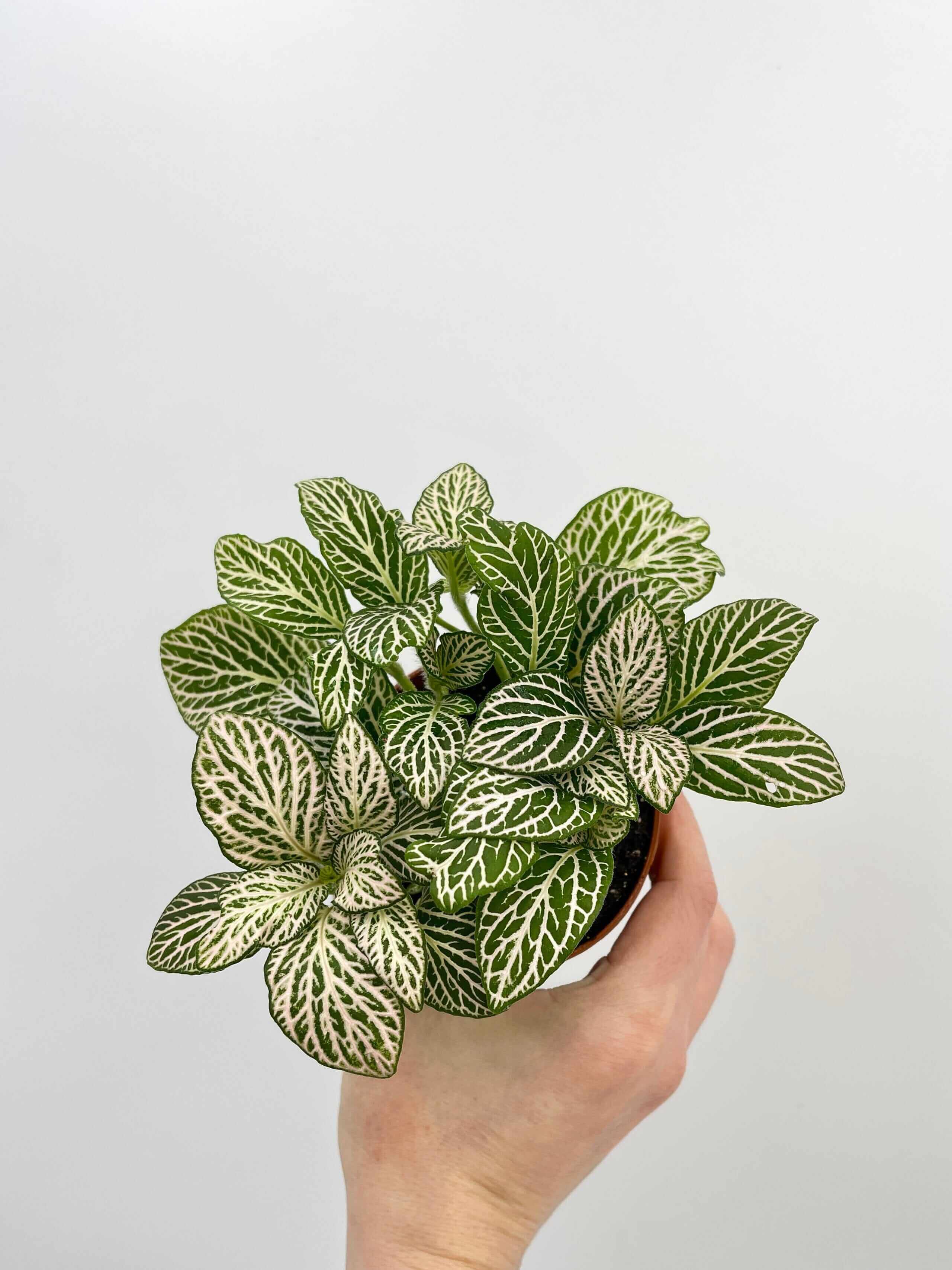 Fittonia Albivenis Plants, Nerve Plants, Various Colours – Rebel Plants
