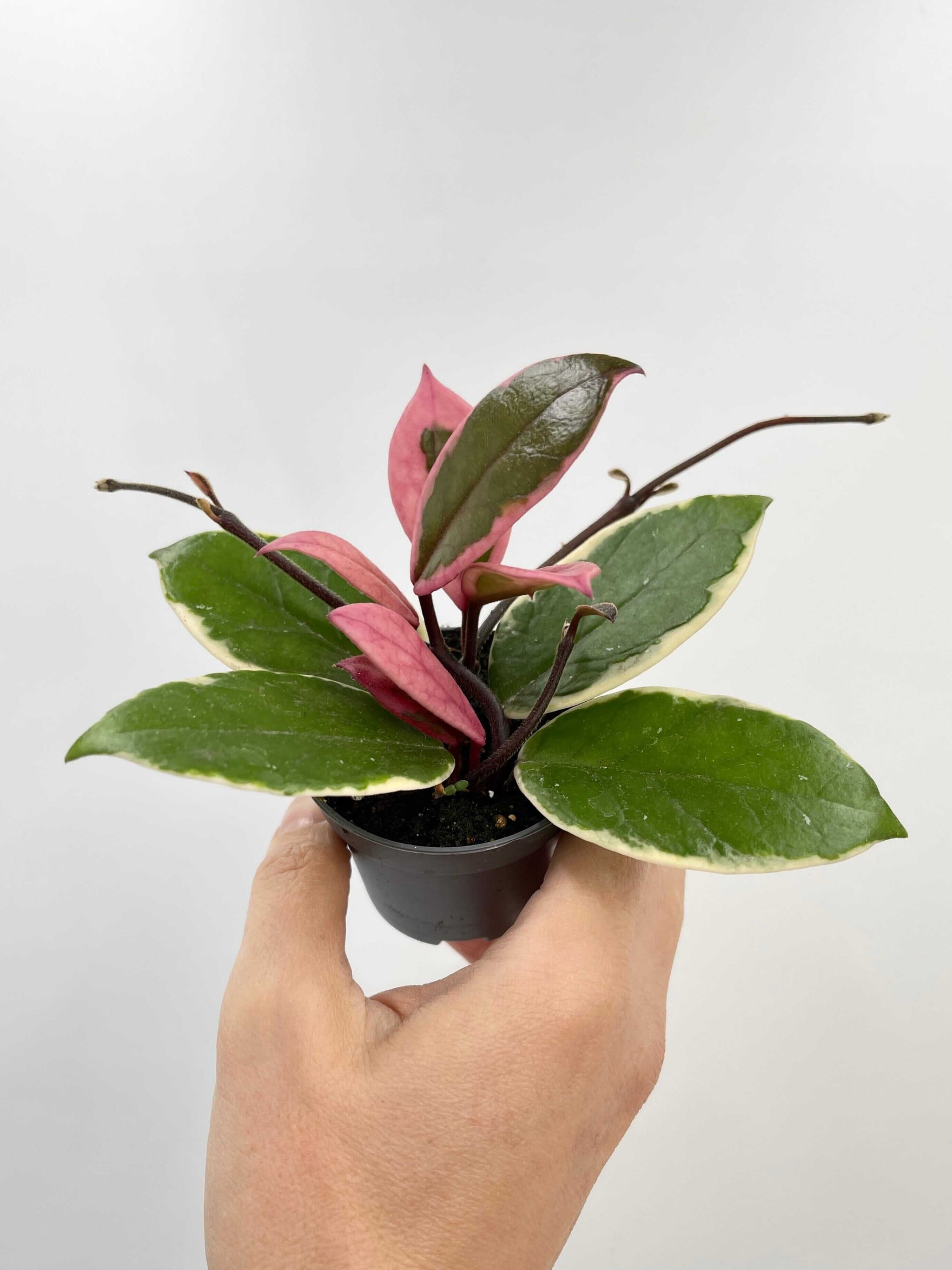 Hoya Flamingo dream, Baby Plant