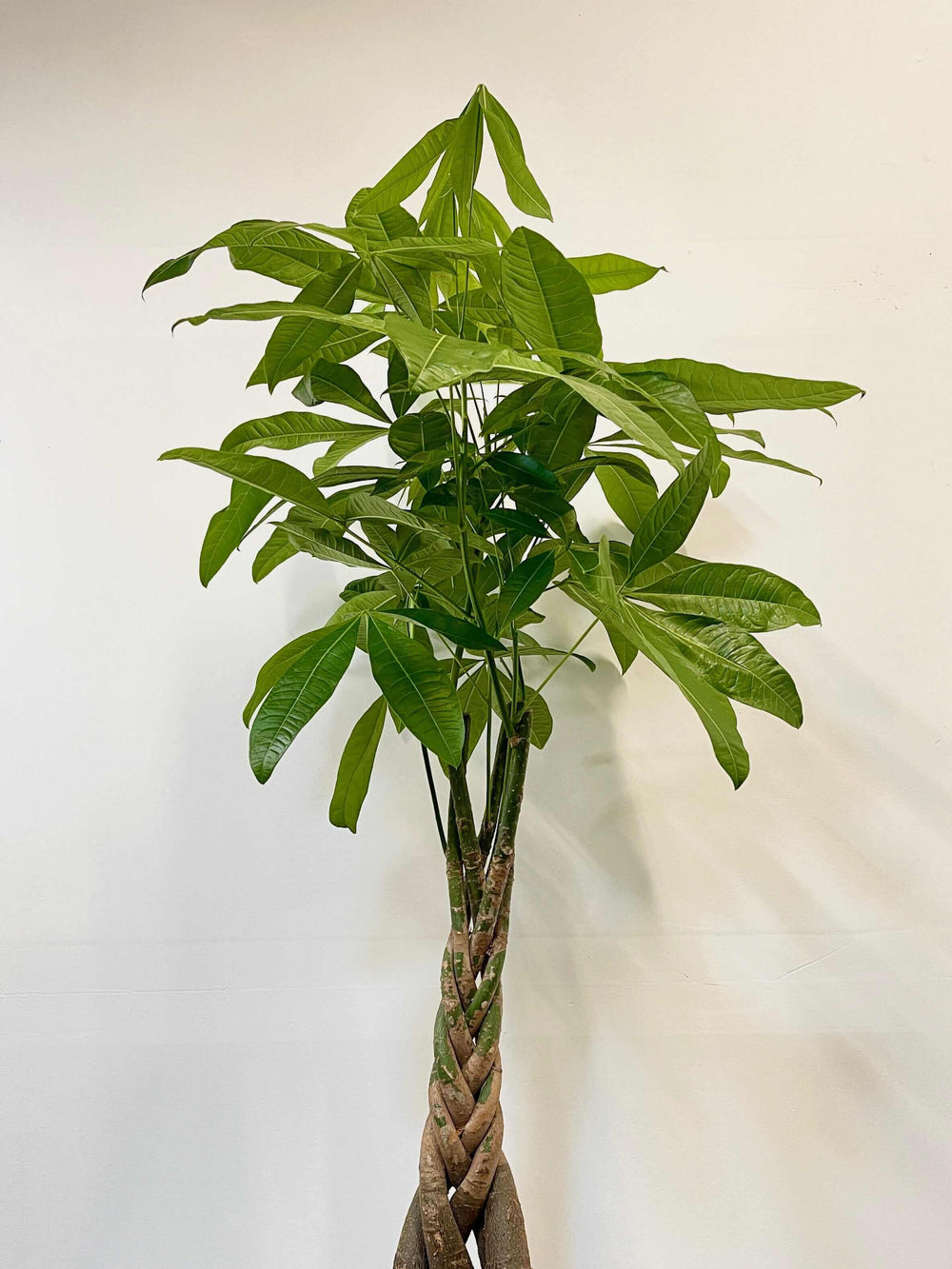 Pachira Aquatica, Money Tree, Indoor Plant