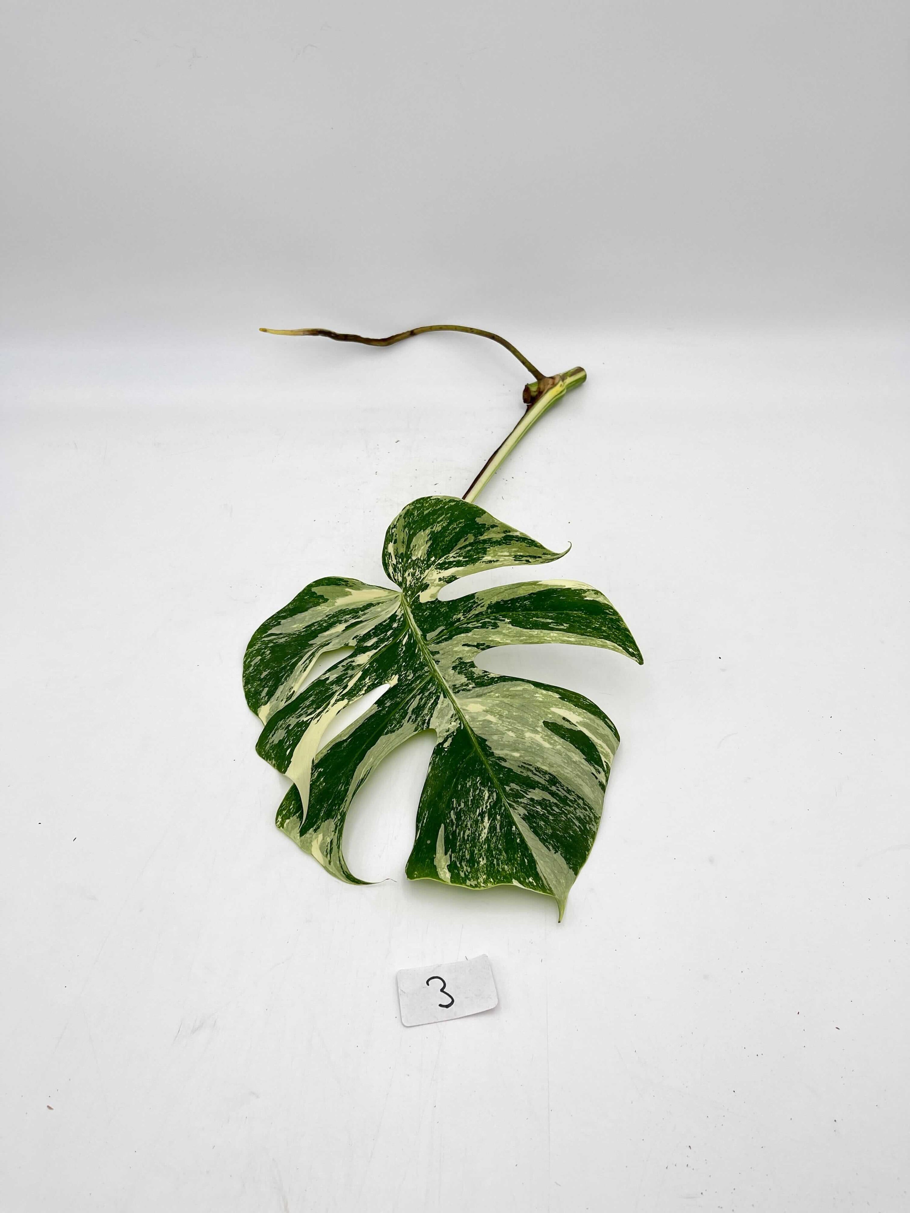 Variegated Monstera Deliciosa, EXACT PLANT
