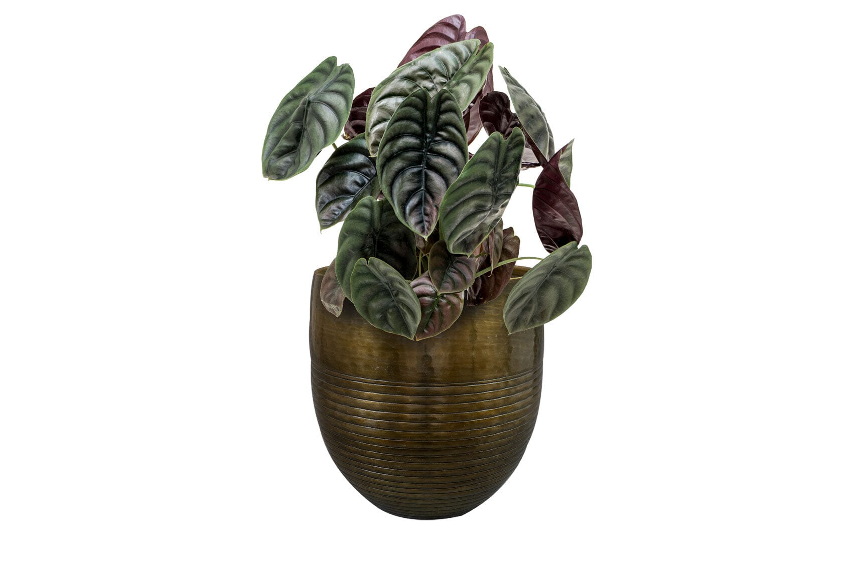 Fabio Metal Plant Pots, Brass Antique – Rebel Plants
