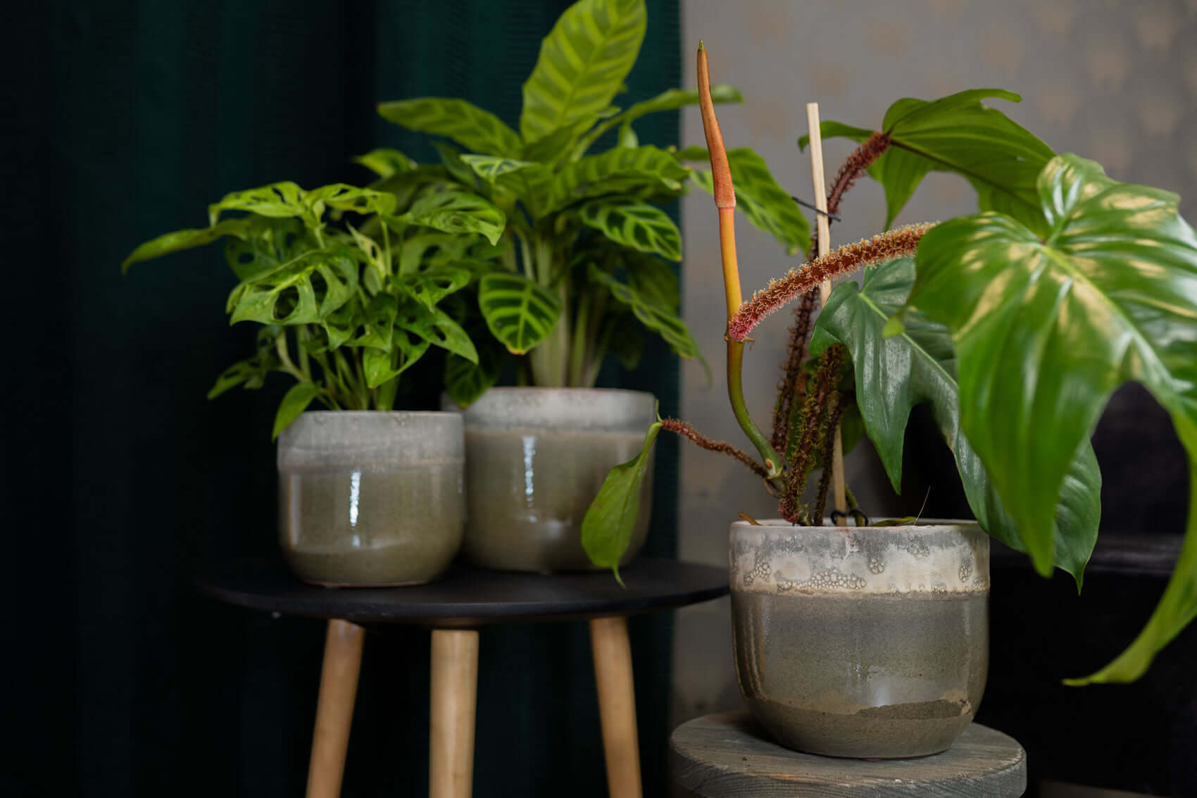 Tara Ceramic Pots, Forest Green – Rebel Plants