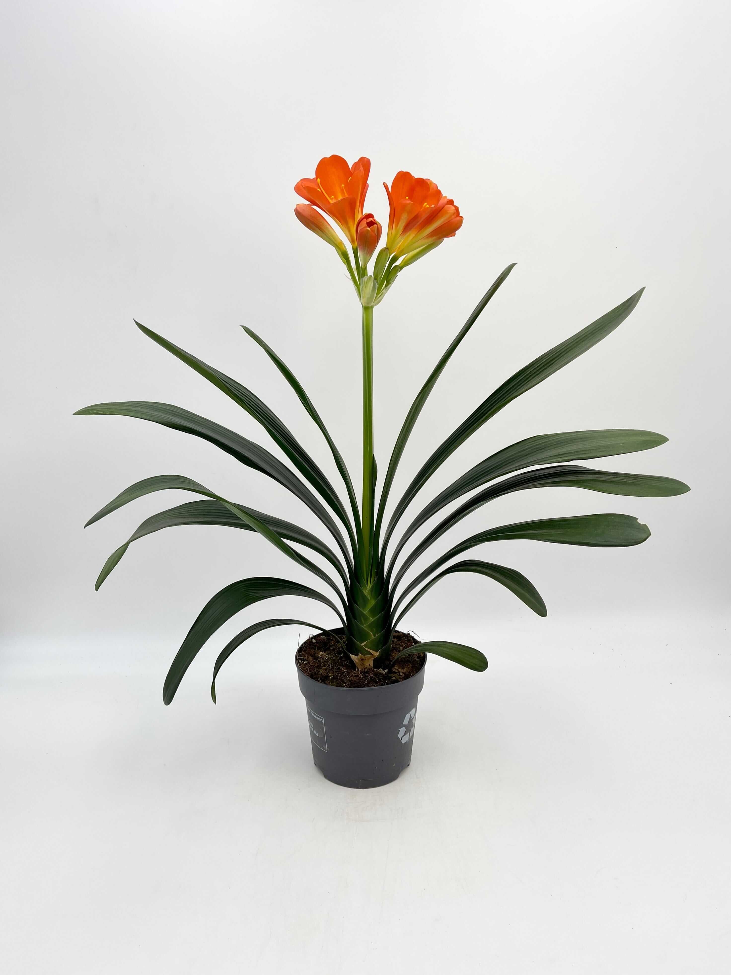 Tropical Clivia Miniata – Rebel Plants