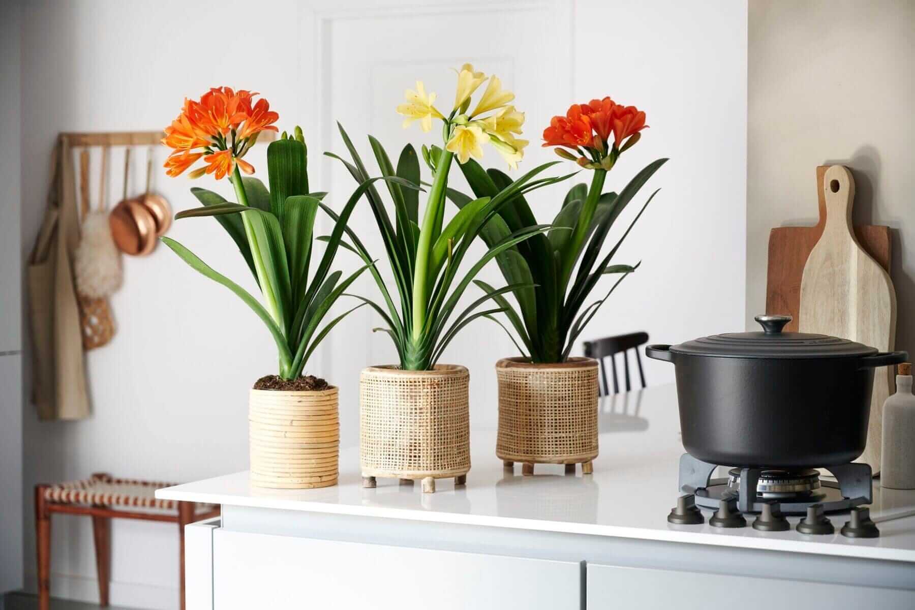 Tropical Clivia Miniata – Rebel Plants